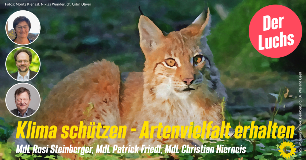 Tier des Monats September: Luchs – Patrick Friedl