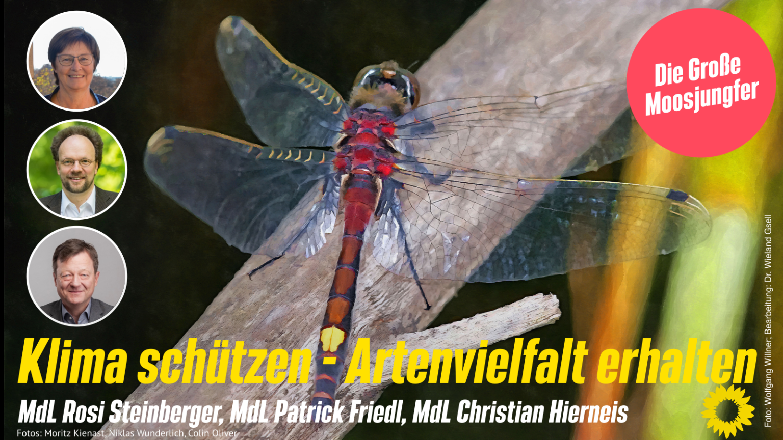 Tier des Monats August: die Große Moosjungfer – Patrick Friedl